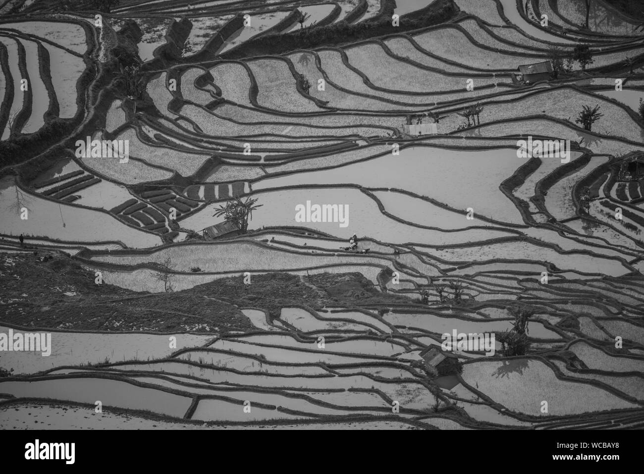Rice Paddy Field Black and White Stock Photos & Images - Alamy