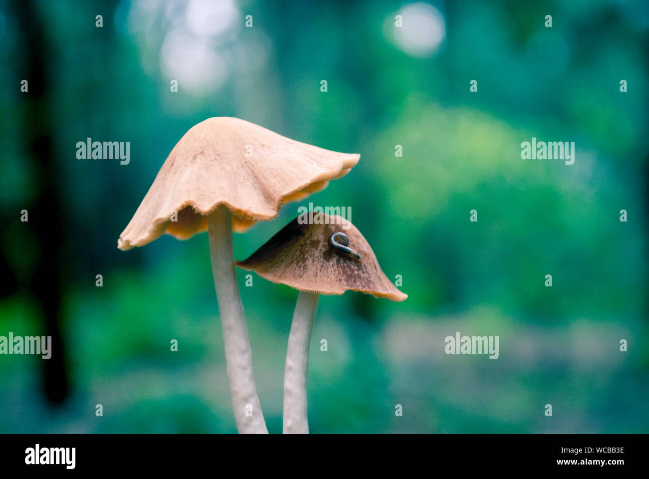 Close up worm hi-res stock photography and images - Alamy