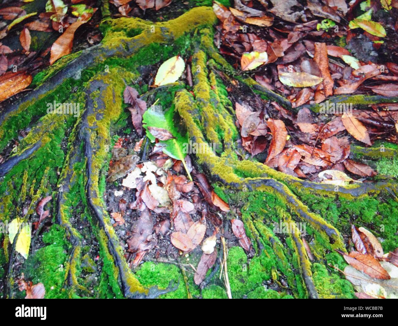 Moss and tree roots hi-res stock photography and images - Alamy