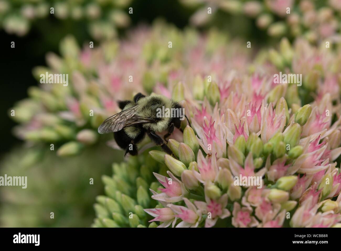 Bee bokeh bumblebee butterfly flower garden honeybee insect pollinating ...