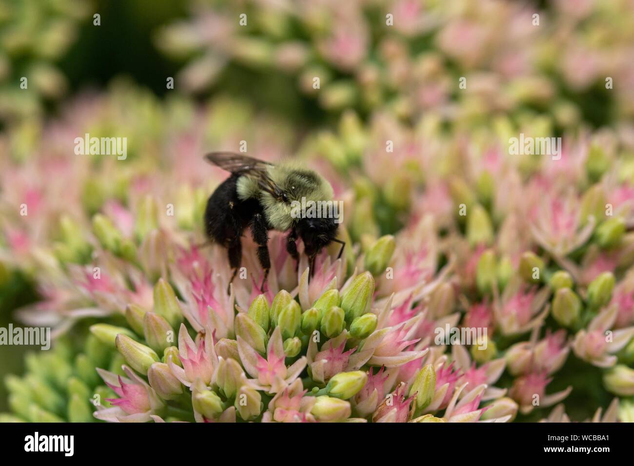 Bumblebee pollinating a flower Stock Photo - Alamy