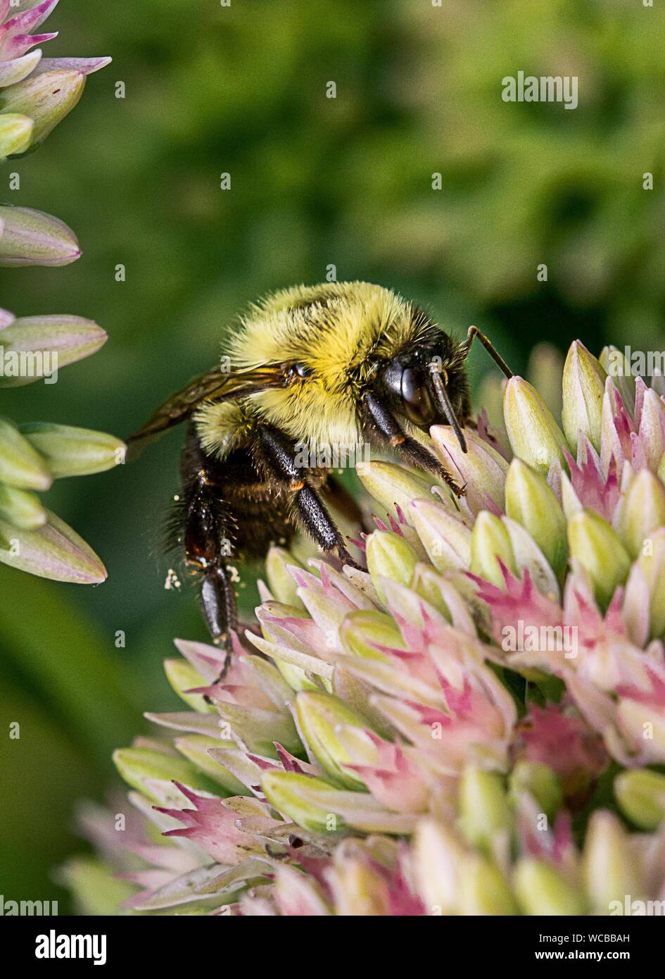 Bumblebee pollinating a flower Stock Photo - Alamy