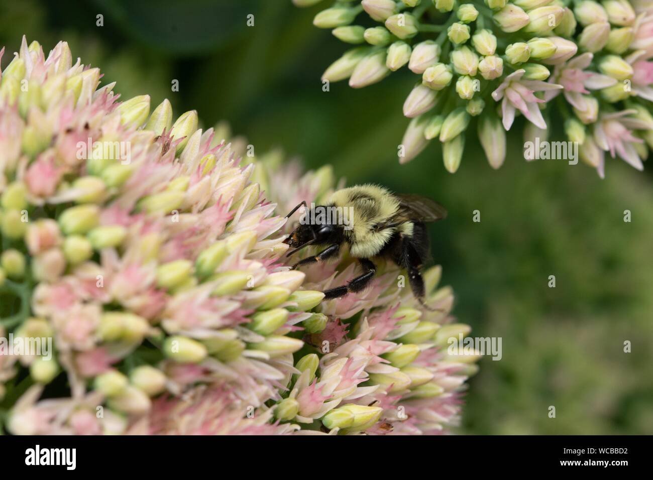 Bumblebee pollinating a flower Stock Photo - Alamy