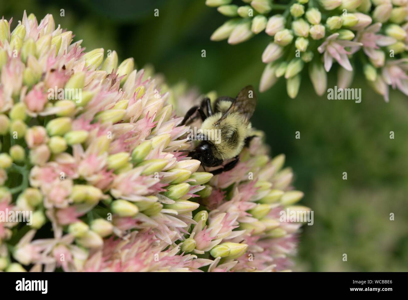 Bumblebee pollinating a flower Stock Photo - Alamy