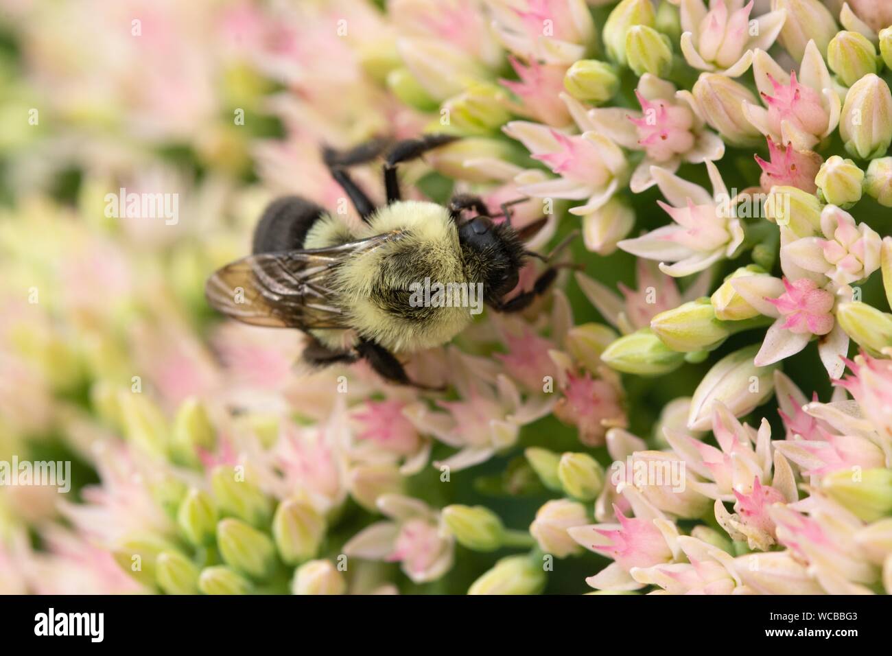 Bumblebee pollinating a flower Stock Photo - Alamy