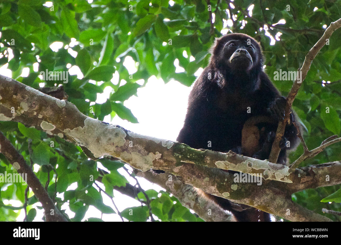 Black howler monkey hi-res stock photography and images - Alamy