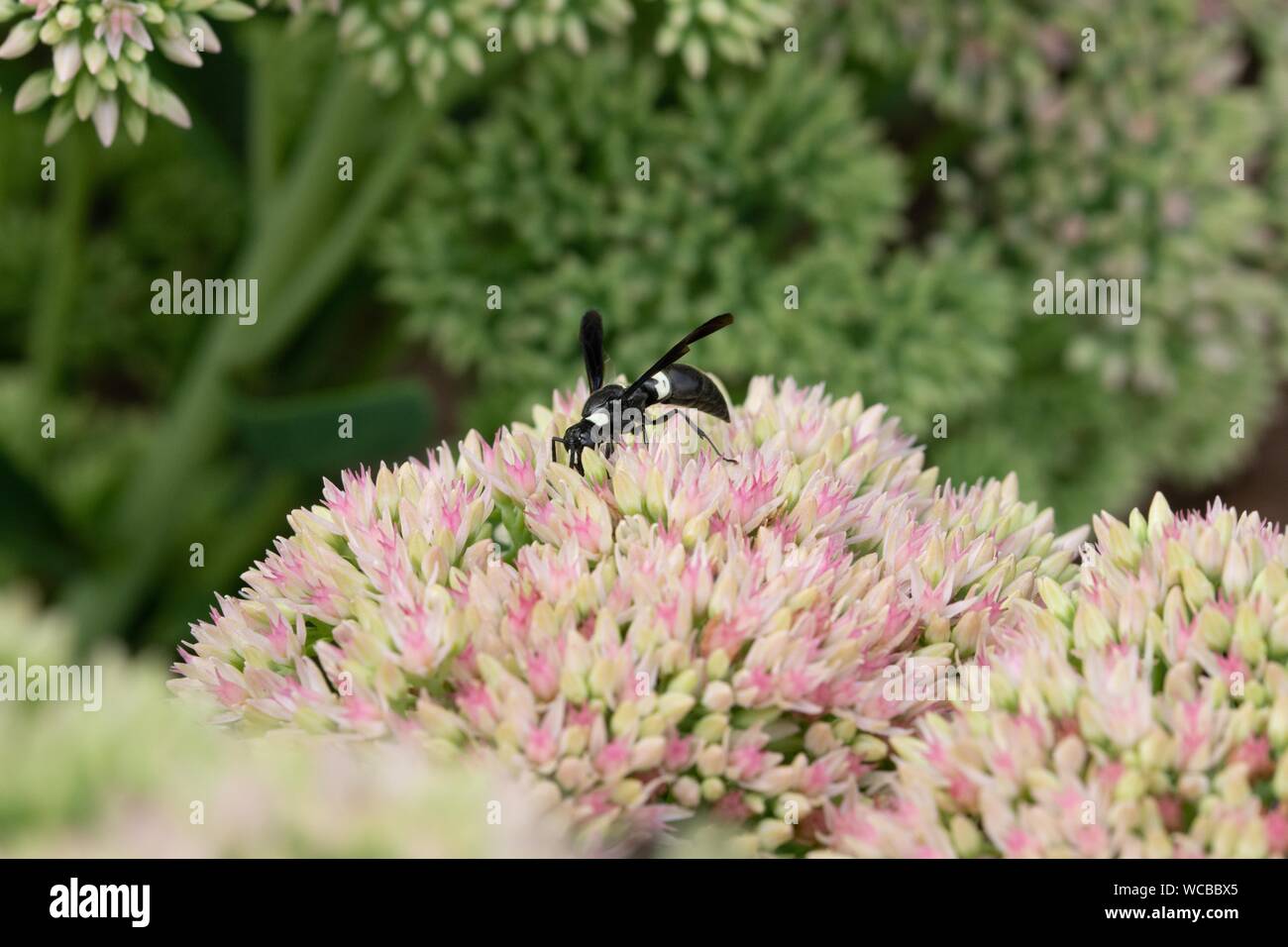 Wasp feeding from flower and pollinating Stock Photo - Alamy