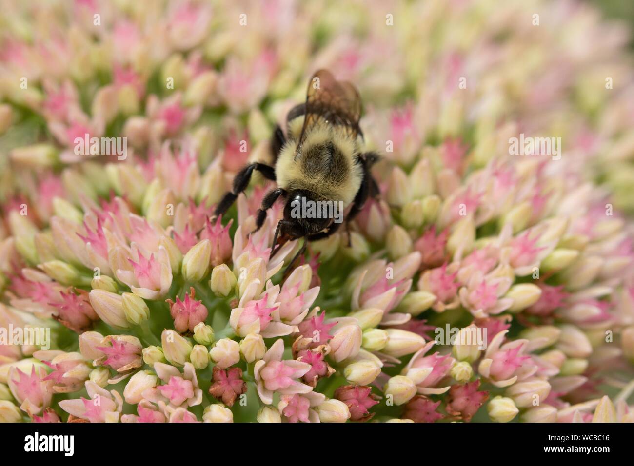 Bumblebee pollinating a flower Stock Photo - Alamy
