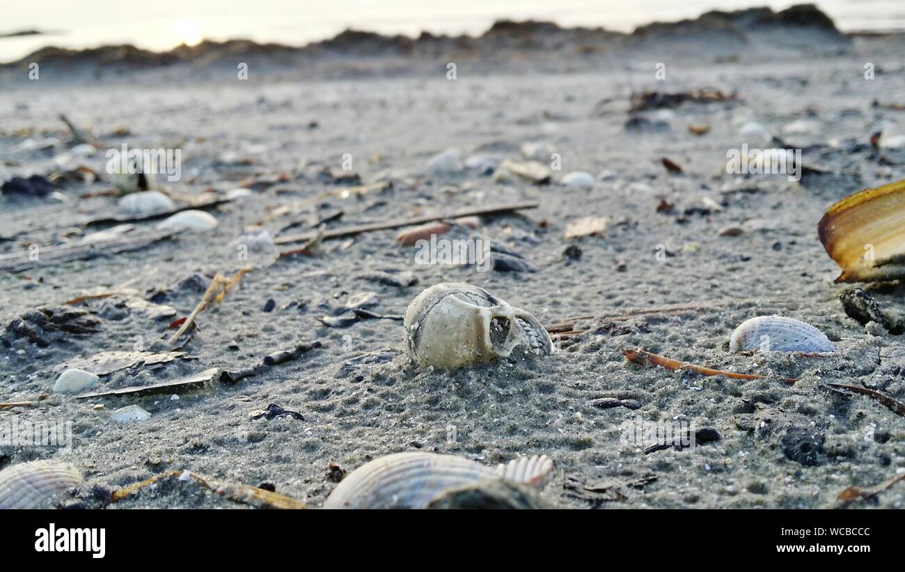 Skull Human Sand High Resolution Stock Photography and Images - Alamy