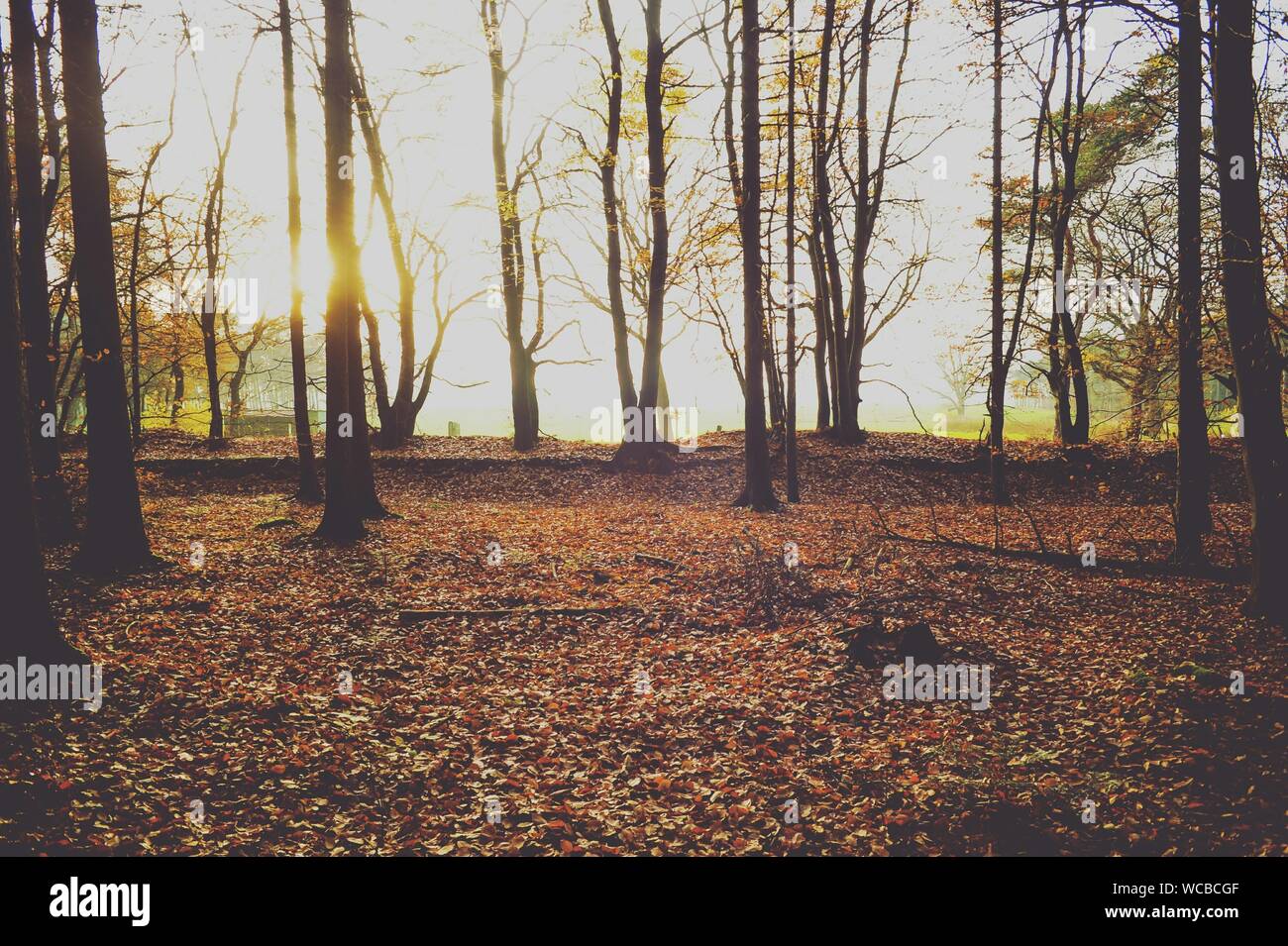 Back Lit Trees High Resolution Stock Photography and Images - Alamy