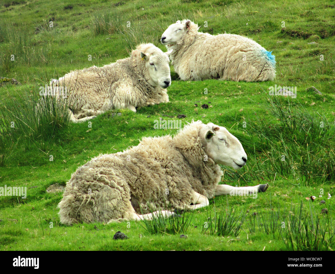 Three lying sheep hi-res stock photography and images - Alamy