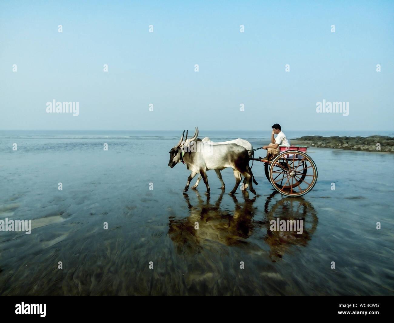 Cattle And Cart High Resolution Stock Photography and Images - Alamy