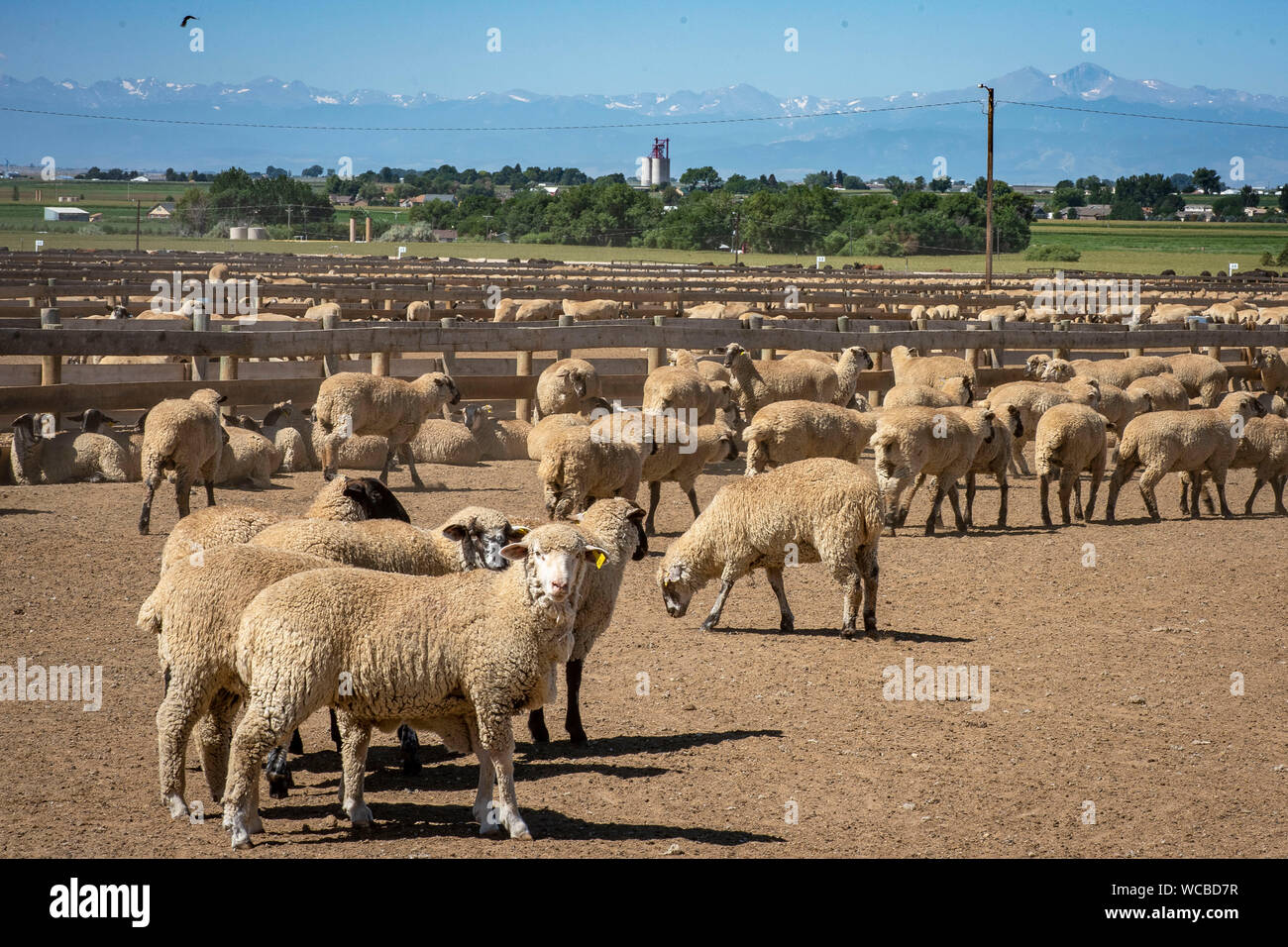 Sheep roam at a herd animal feedlot August 12, 2019 in Eaton, Colorado ...