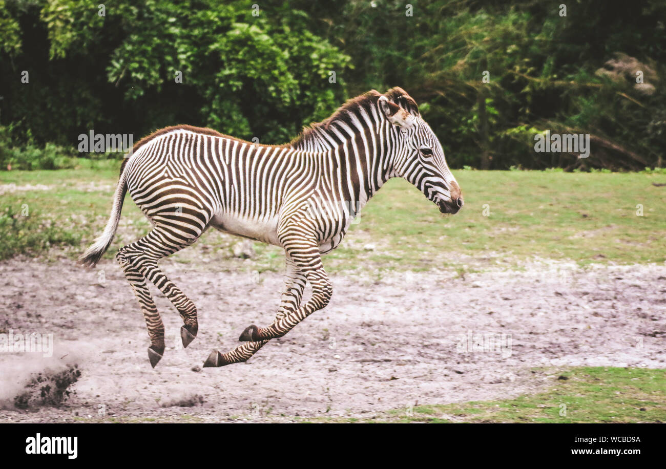Zebra Running High Resolution Stock Photography and Images - Alamy