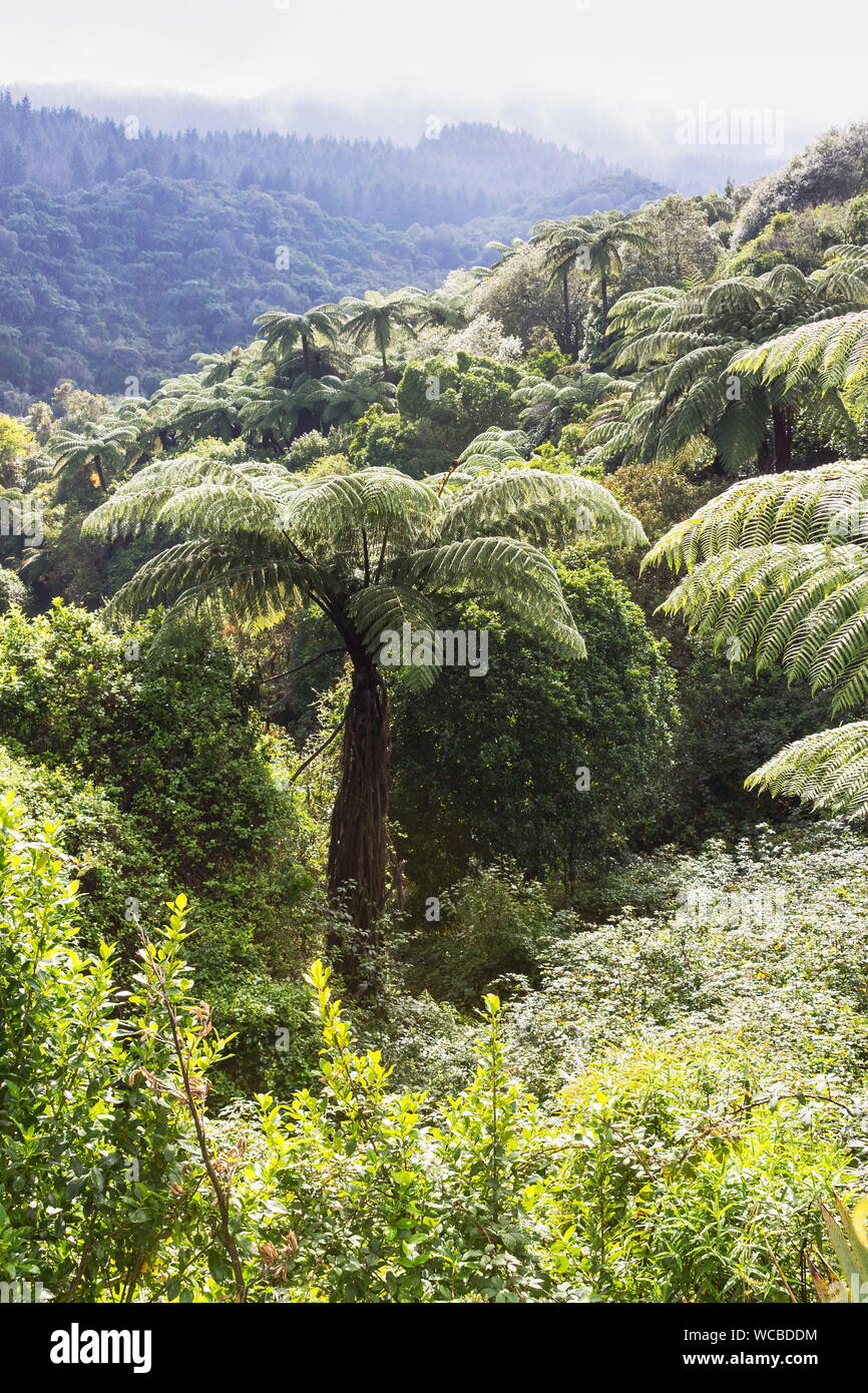 Forest View New Zealand