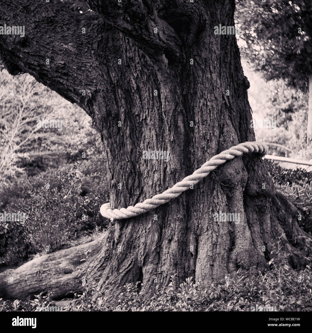 Rope around trunk hi-res stock photography and images - Alamy