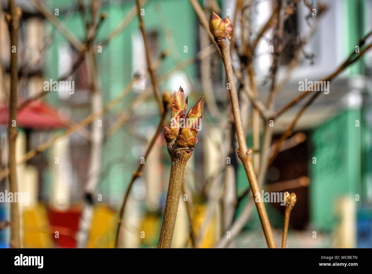 New stems hi-res stock photography and images - Alamy