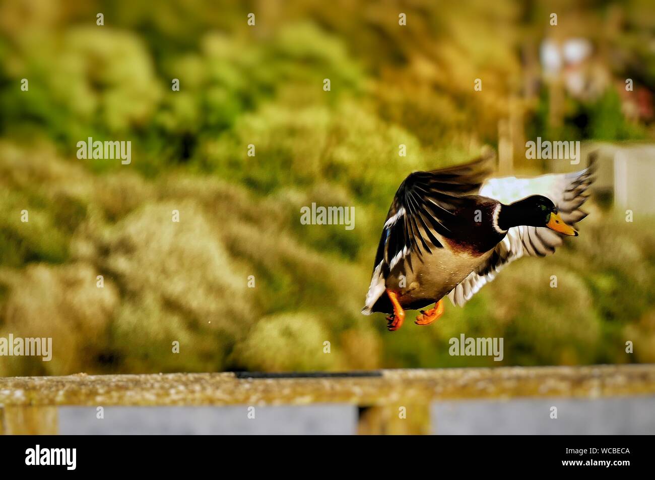 Flying male mallard duck hi-res stock photography and images - Alamy