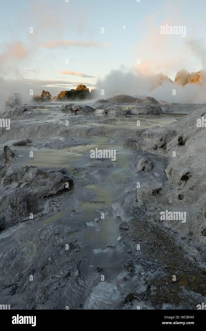 Maori spring hi-res stock photography and images - Alamy