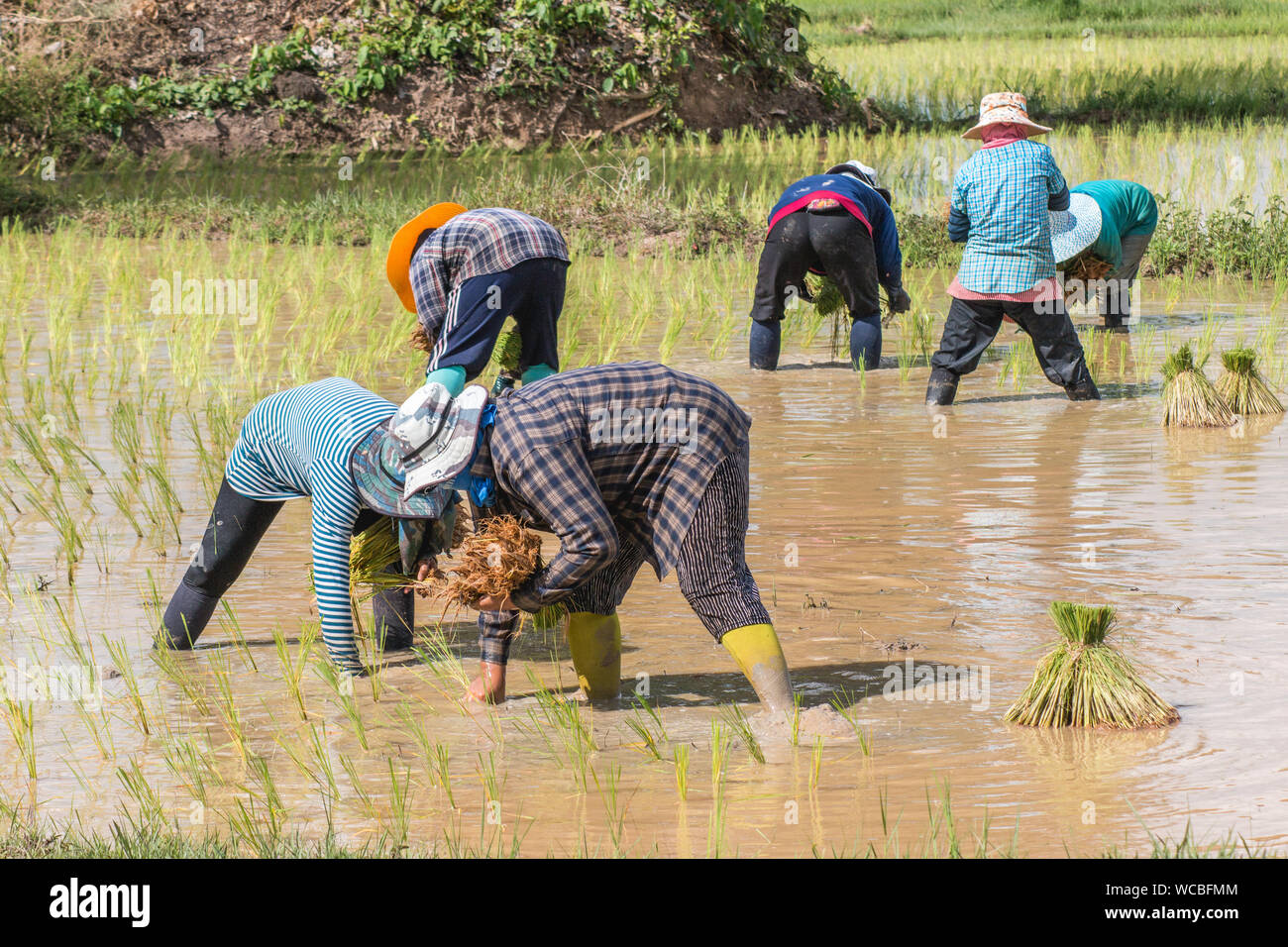 Women planting rice in paddy field hi-res stock photography and images ...
