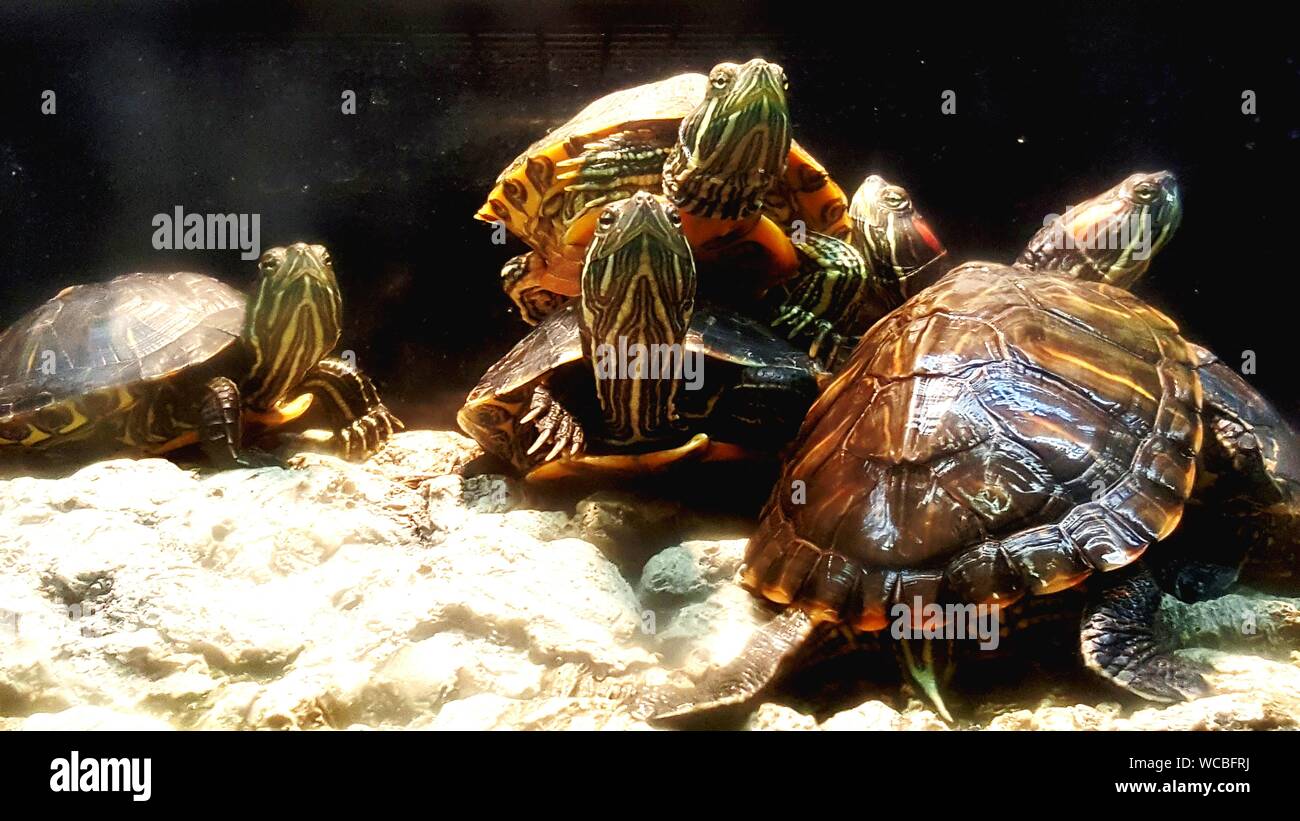 Turtles captivity hi-res stock photography and images - Alamy