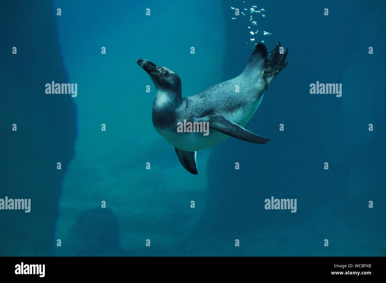 Penguin in the water hi-res stock photography and images - Alamy