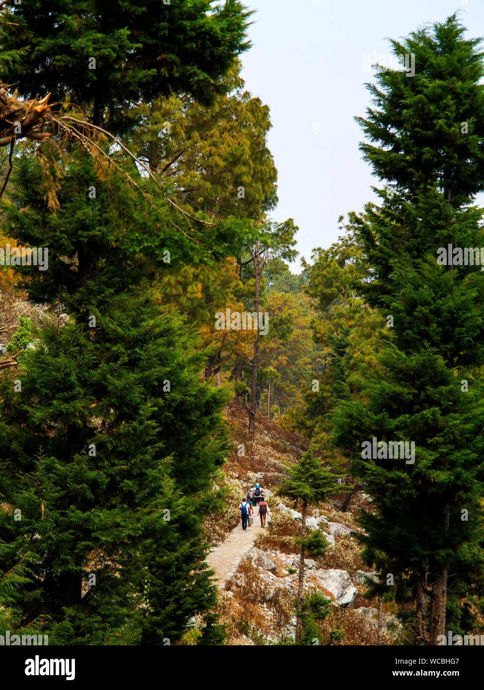 Forest road on the Kala Agar ridge many times described by Jim Corbett ...