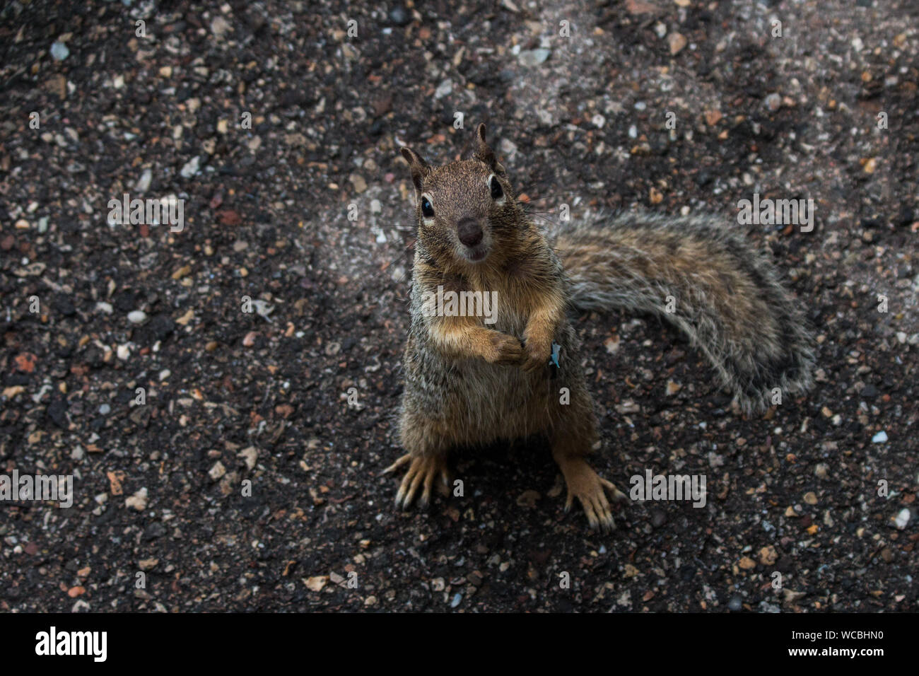 Saying hello visitor hi-res stock photography and images - Alamy
