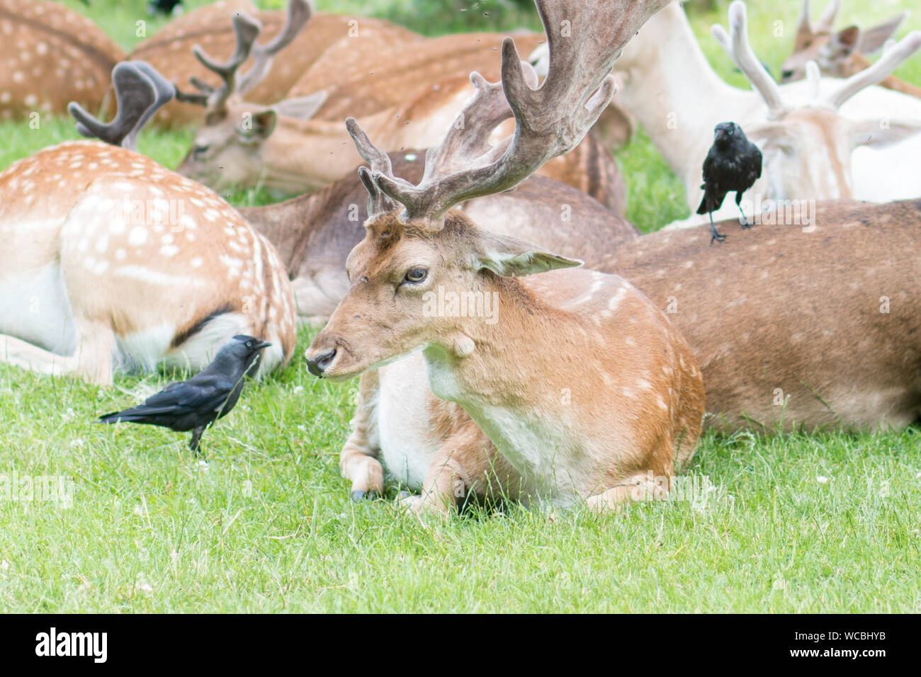 Horned raven hi-res stock photography and images - Alamy