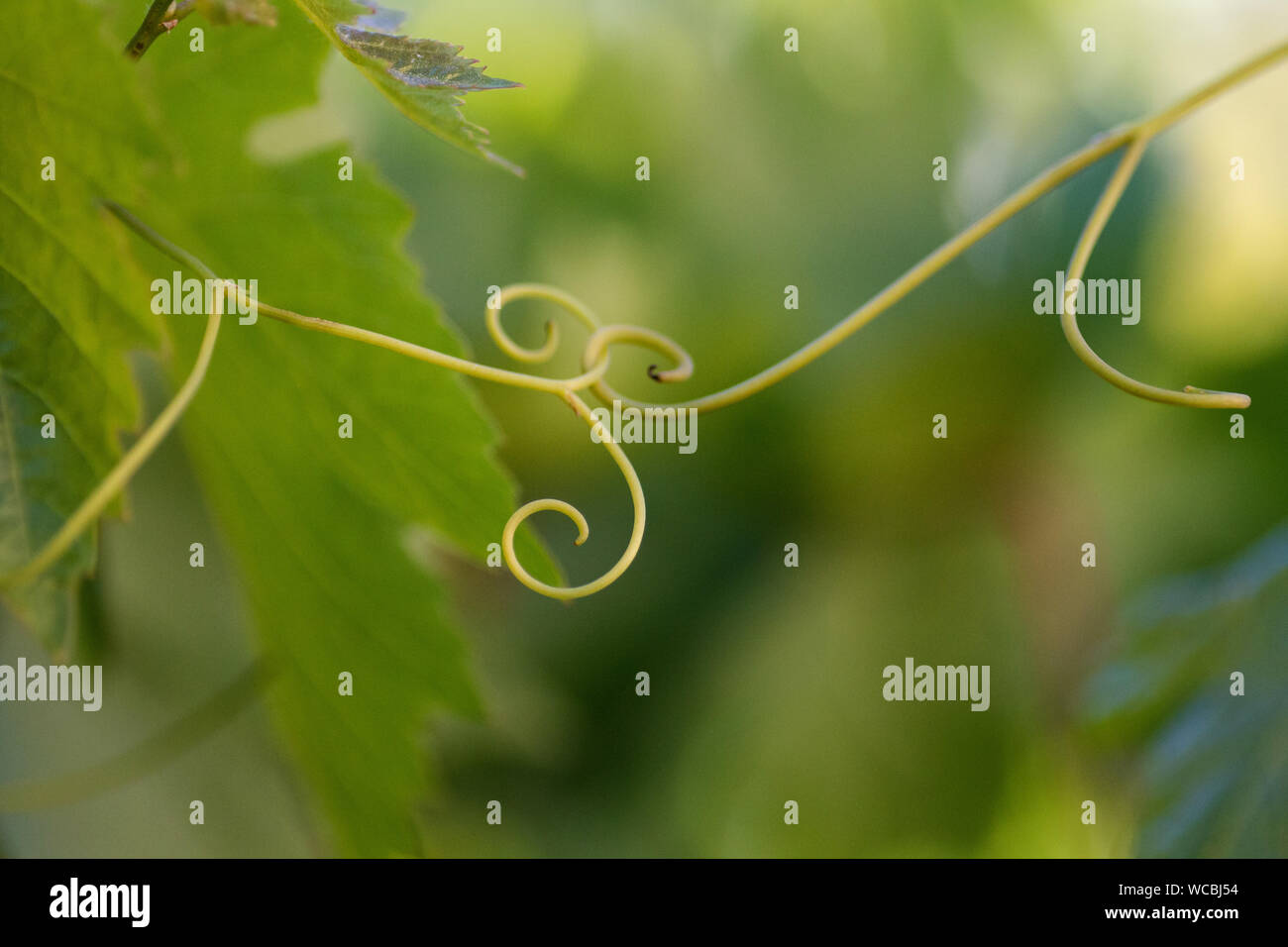 Grab fruit hi-res stock photography and images - Alamy