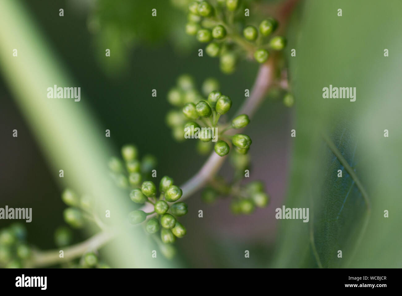 Baby grapes - New growth Stock Photo - Alamy