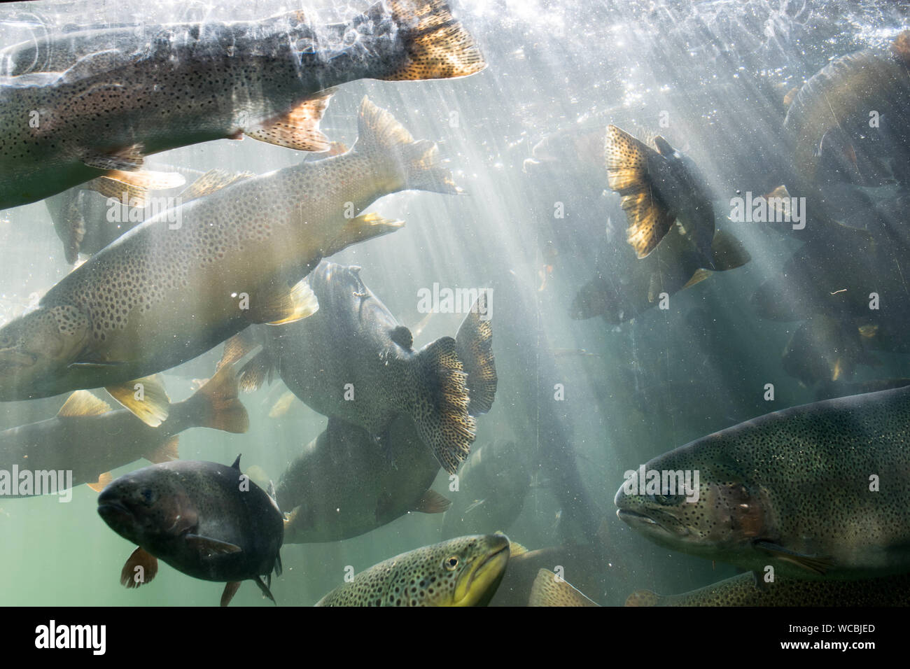 Trout swimming underwater hi-res stock photography and images - Alamy