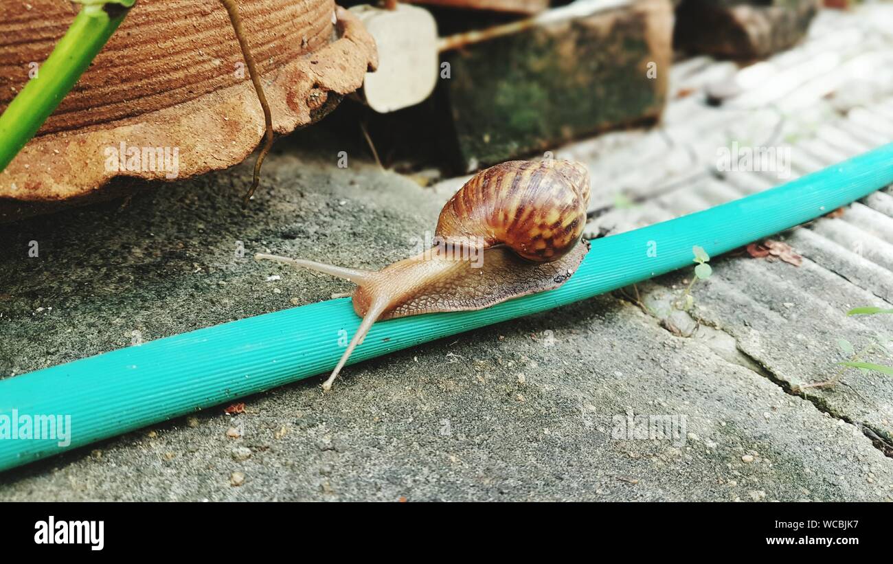 Close-up Of Snail On Pipe Stock Photo - Alamy