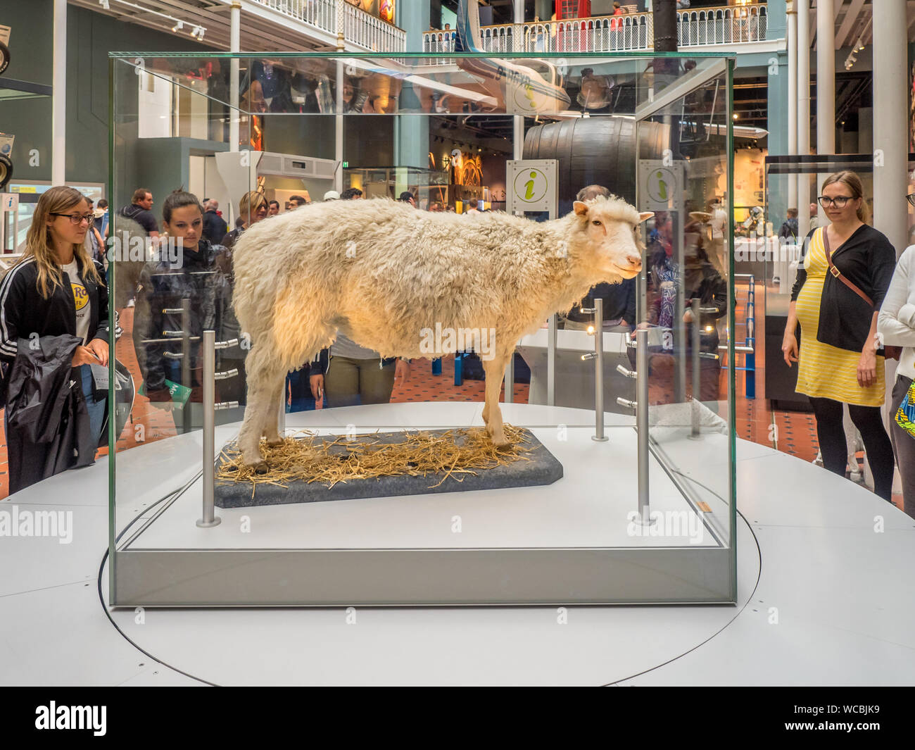 Dolly the sheep hi-res stock photography and images - Alamy