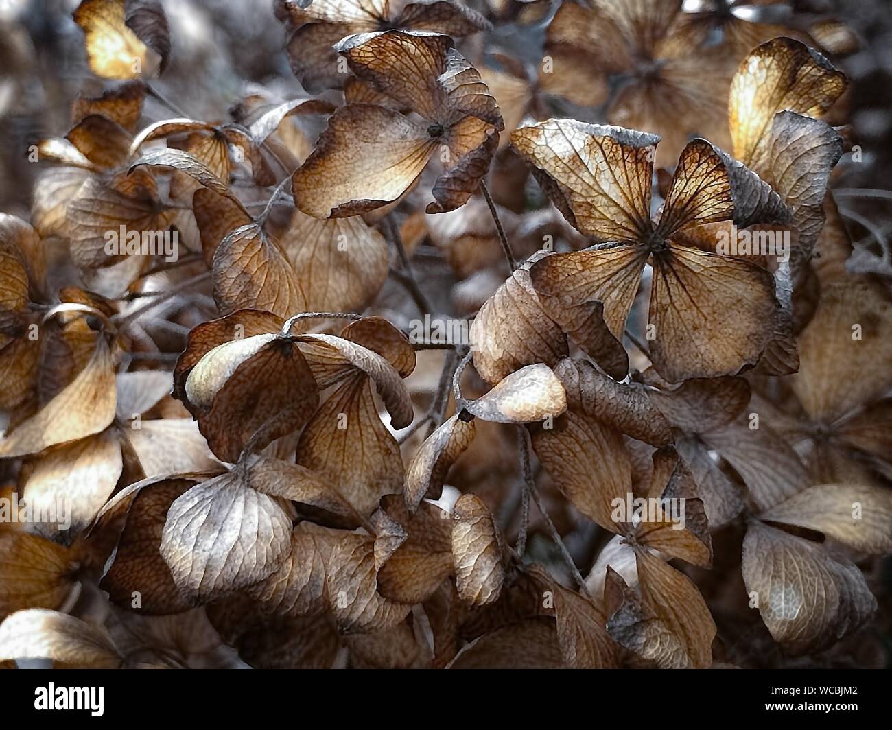 Wilted hydrangea hi-res stock photography and images - Alamy