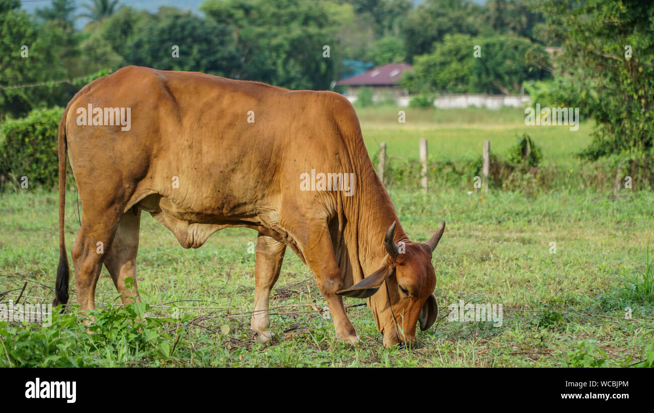 Side view cow hi-res stock photography and images - Alamy