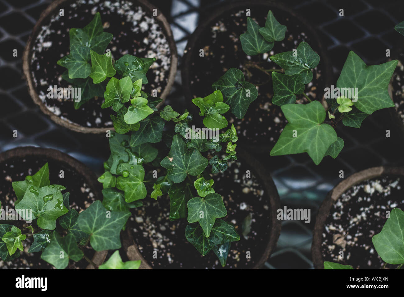 Aerial view of plants in a greenhouse Stock Photo - Alamy