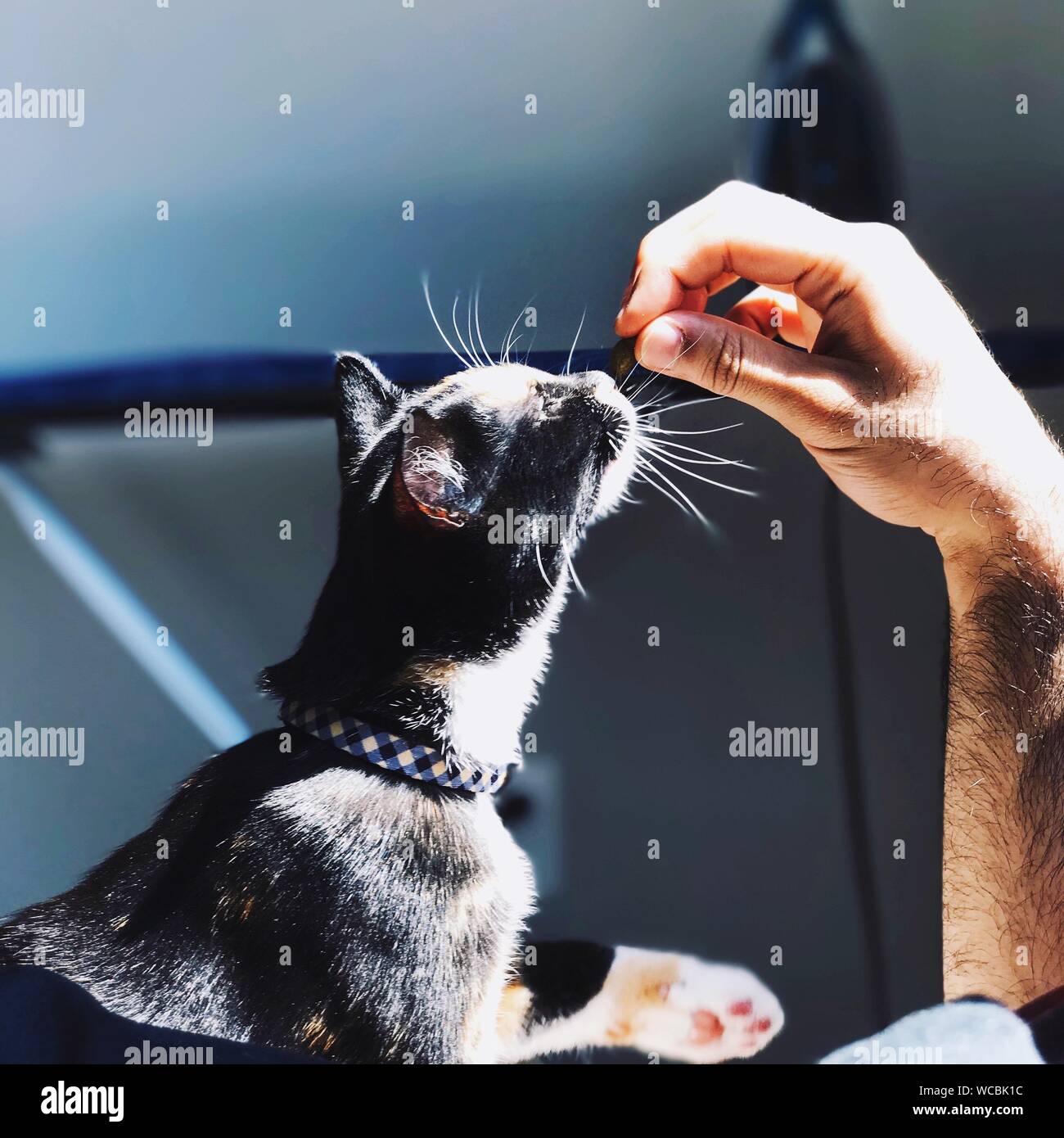 Man Feeding Cat High Resolution Stock Photography and Images - Alamy