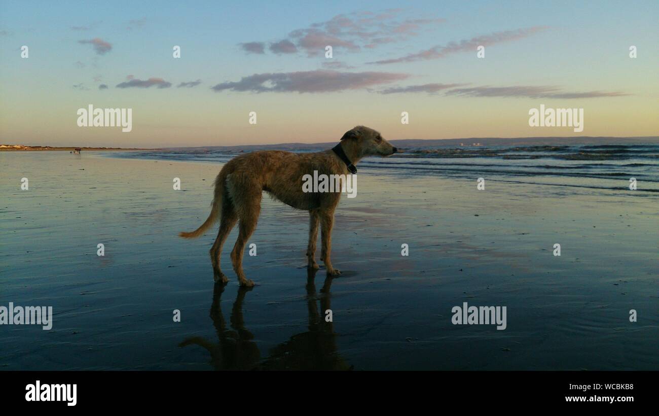 Side View Of Dog Standing On Beach Stock Photo - Alamy