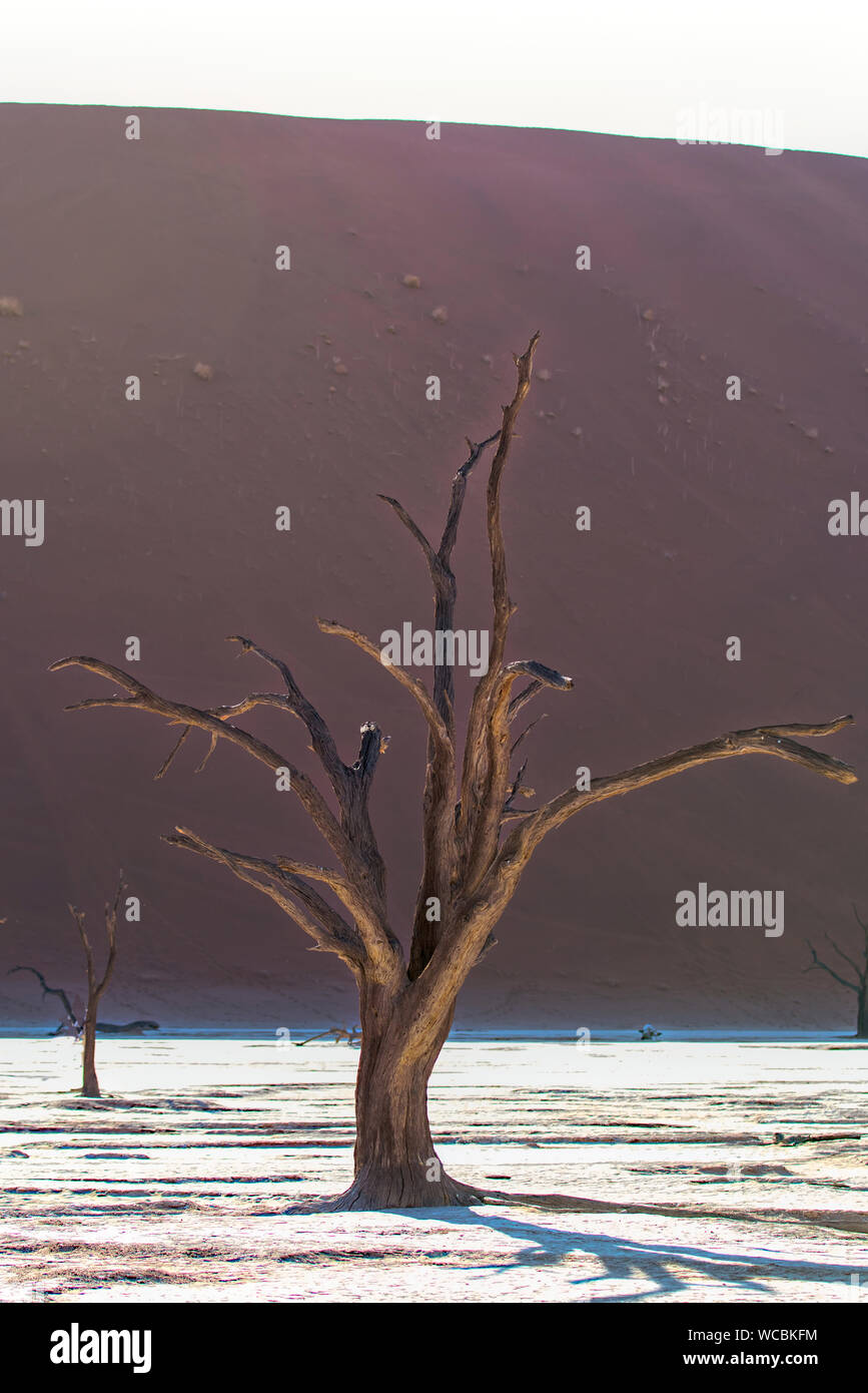 Skeleton tree in deadvlei hi-res stock photography and images - Alamy