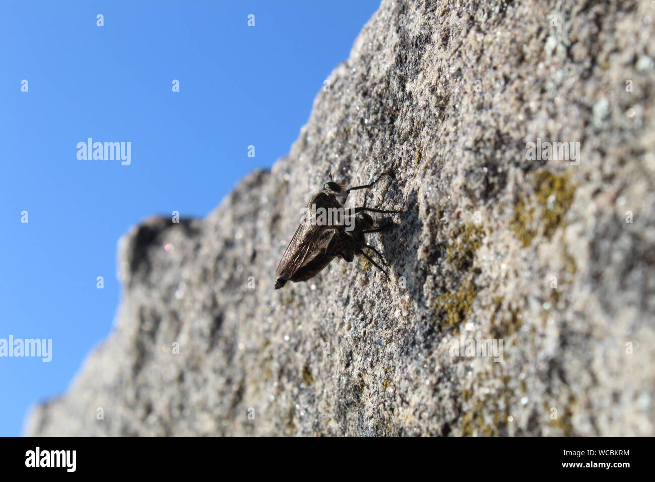 Wild insect capture hi-res stock photography and images - Alamy