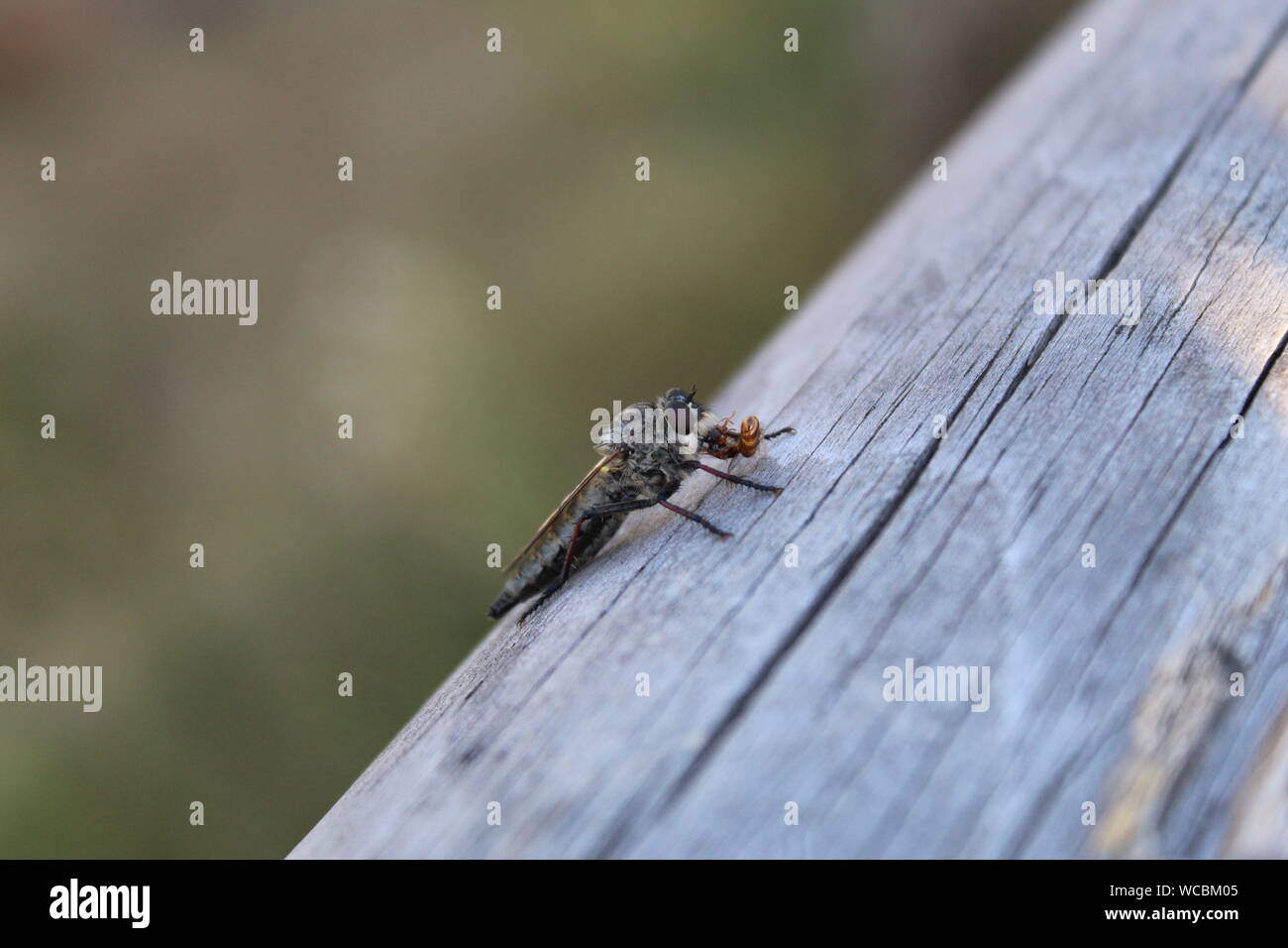 Small insect photography hi-res stock photography and images - Alamy