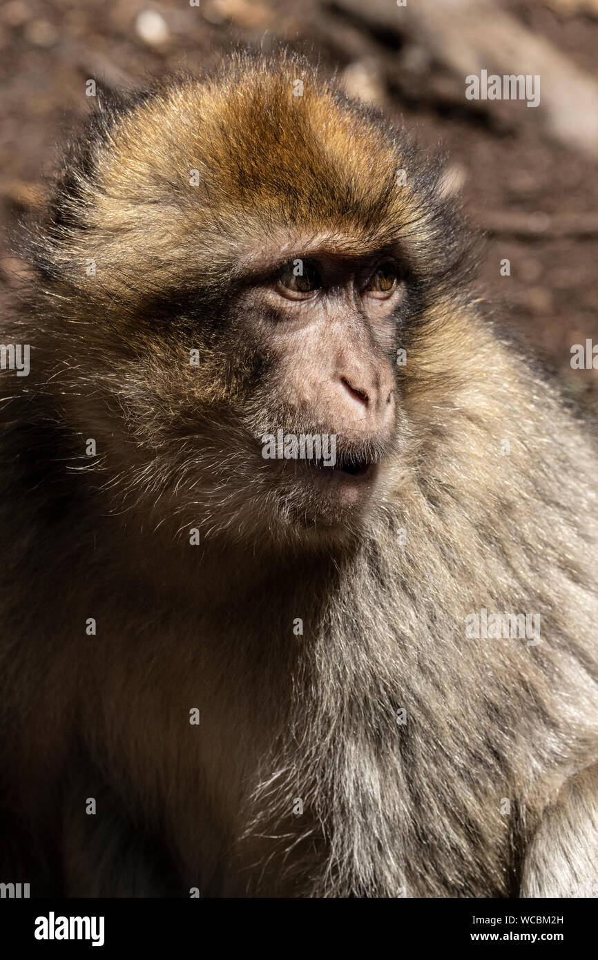 Berber monkey close up hi-res stock photography and images - Alamy