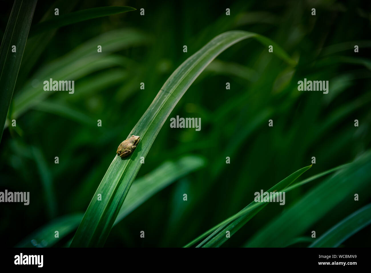 Small green frog resting on a daylily leaf in a summer garden Stock ...