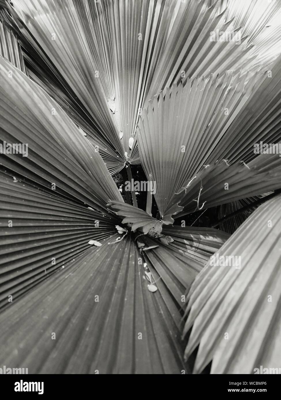 Fanned palm leaves hi-res stock photography and images - Alamy