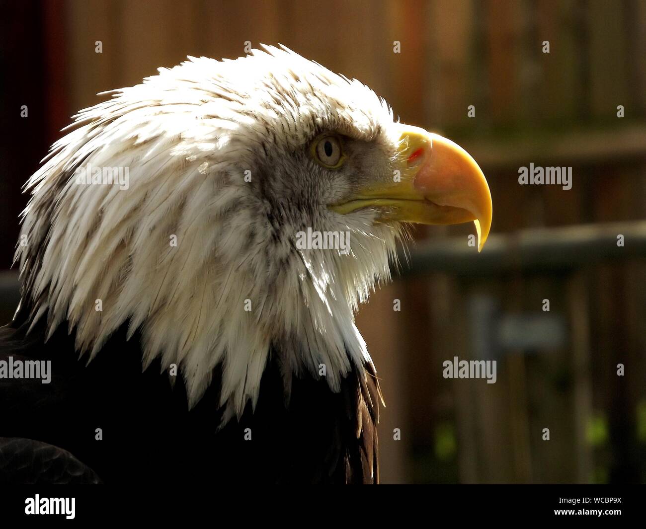 Close up bald eagle hi-res stock photography and images - Alamy