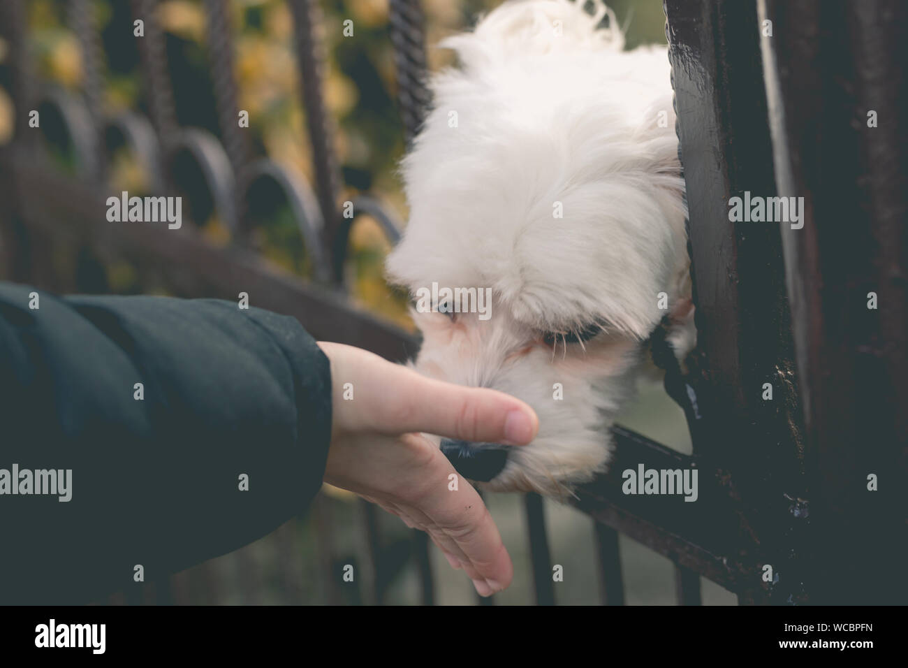 Dog smelling clothing hi-res stock photography and images - Alamy