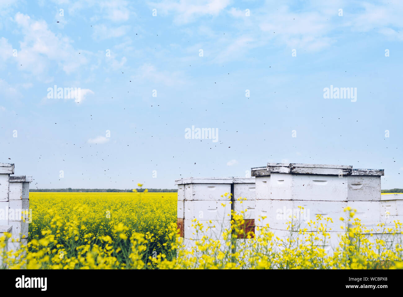 Beehive Boxes High Resolution Stock Photography and Images - Alamy