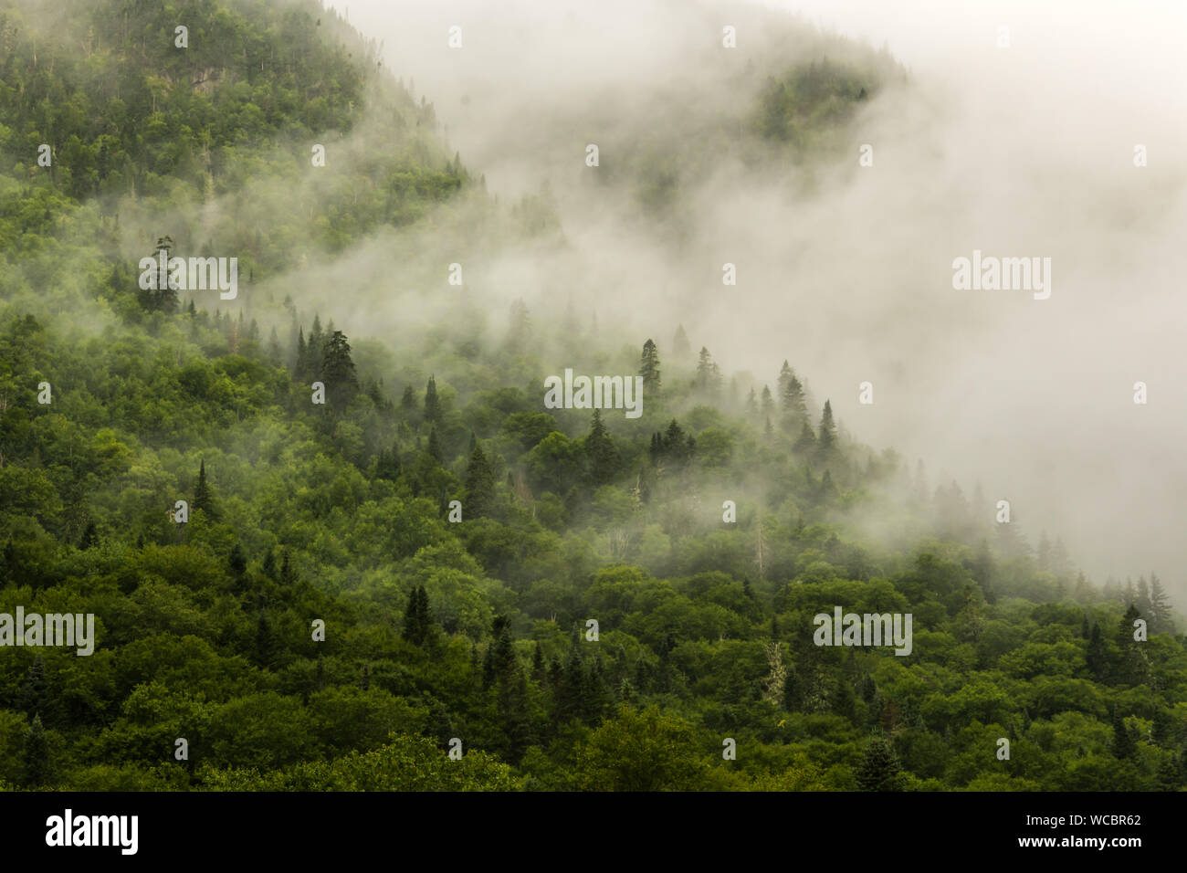 Wood evaporation hi-res stock photography and images - Alamy