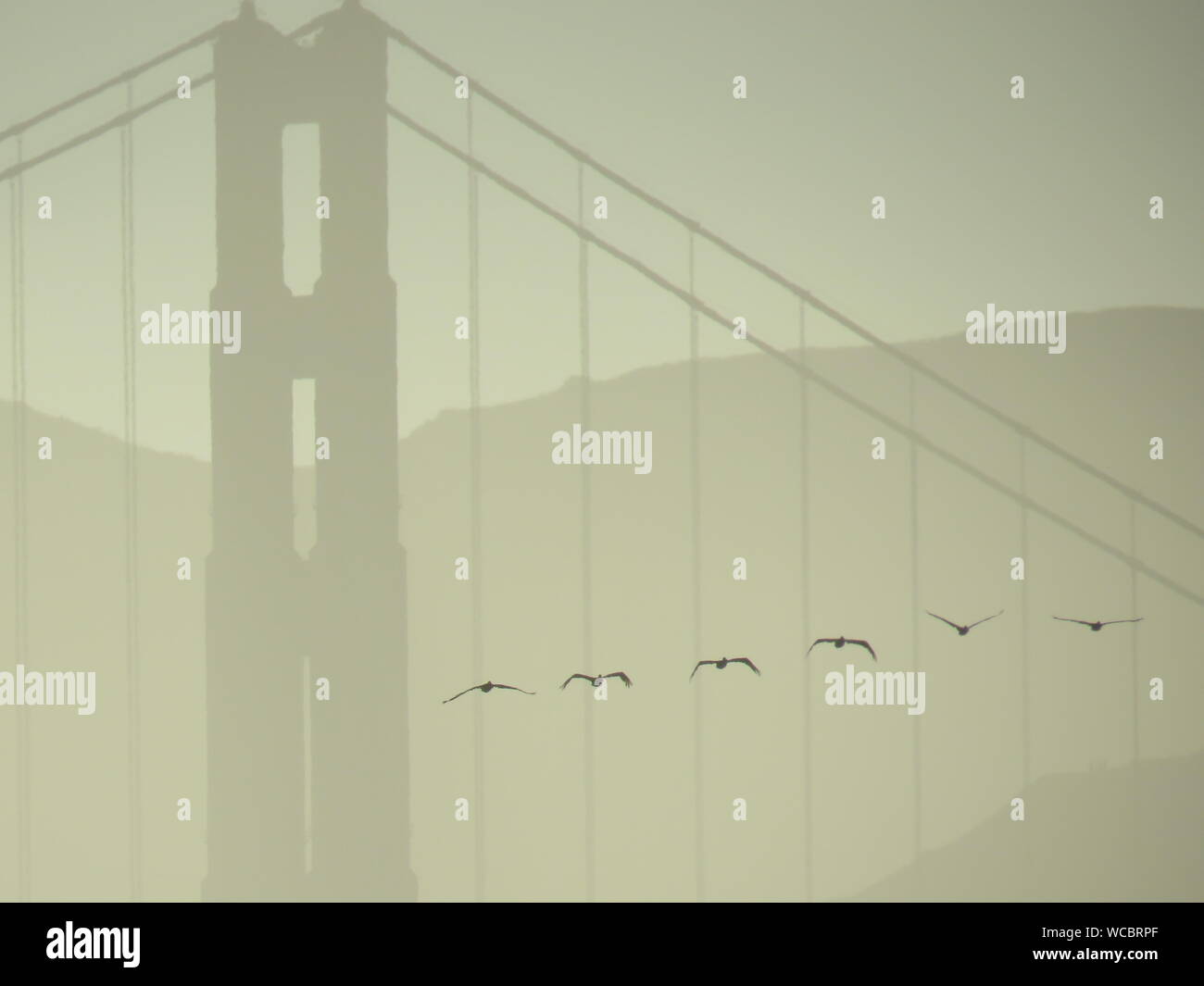 Bird golden gate bridge hi-res stock photography and images - Alamy